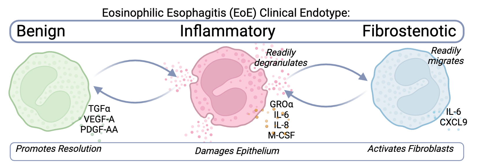 Eosinophil Re-Specialization – Dunn Immunology Lab @ Anschutz